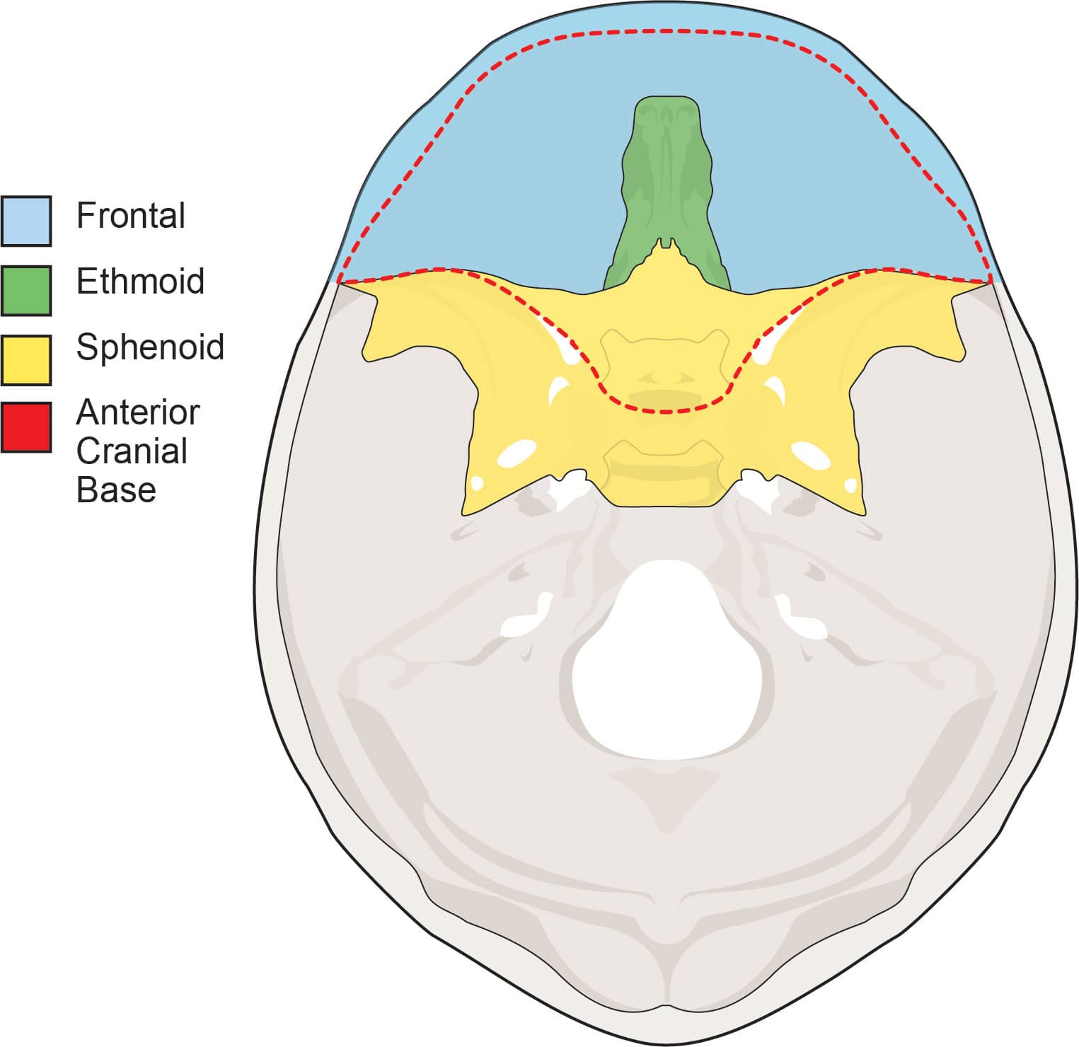 Anterior Cranial Base Fundamentals | Orthodontic Products